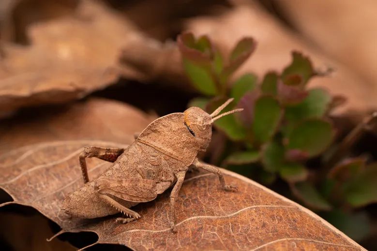北方常见蝗虫图鉴23种，你见过几个？
