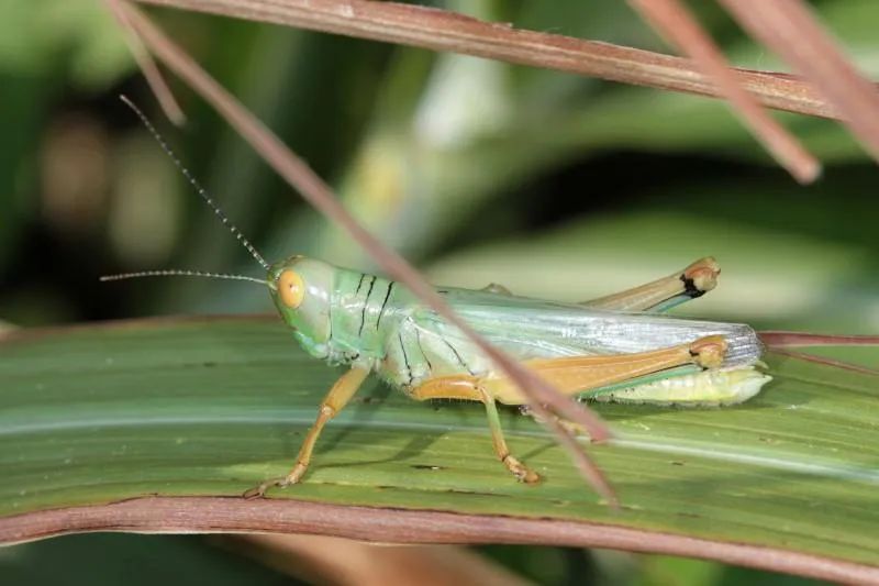 北方常见蝗虫图鉴23种，你见过几个？
