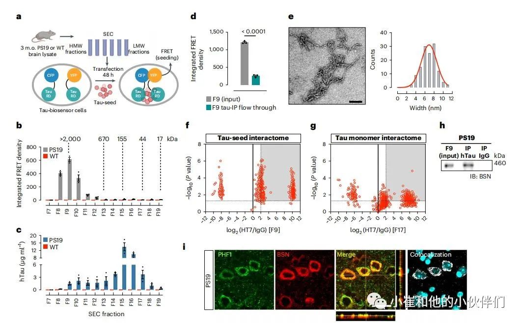 Nature Neurosci：一种有助于tau种子繁殖和神经毒性的蛋白|突触_新浪新闻