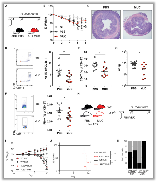 Cell：脑-肠轴研究新领域——黏膜真菌保护肠道屏障，促进社交行为|Cell|小鼠|肠道_新浪新闻