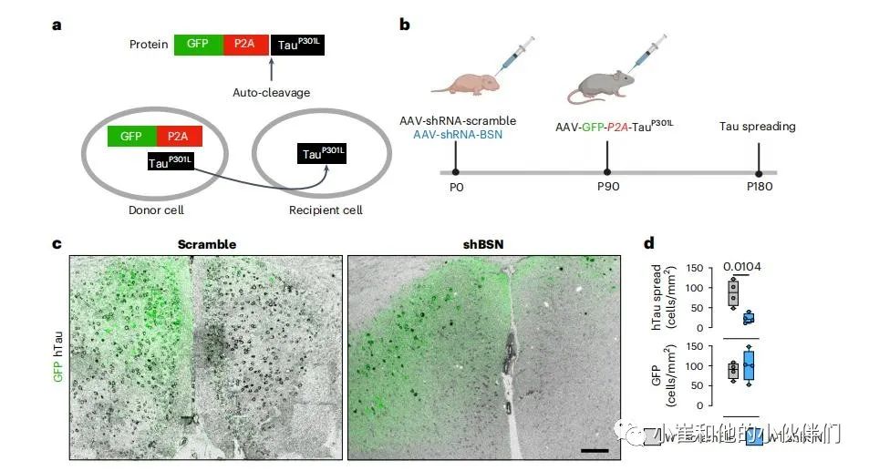 Nature Neurosci：一种有助于tau种子繁殖和神经毒性的蛋白|突触_新浪新闻