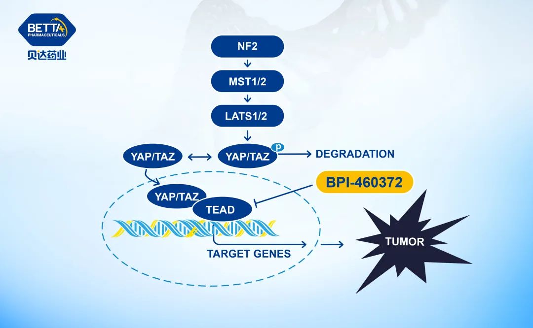 速递！贝达药业TEAD小分子抑制剂获批临床|抑制剂|通路|分子_新浪新闻