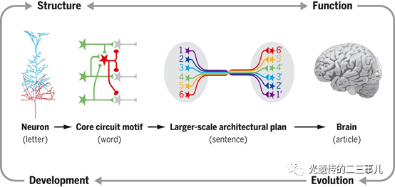 Nat Methods ：神经顺行示踪工具介绍——YFV-17D篇|突触|遗传学_新浪新闻
