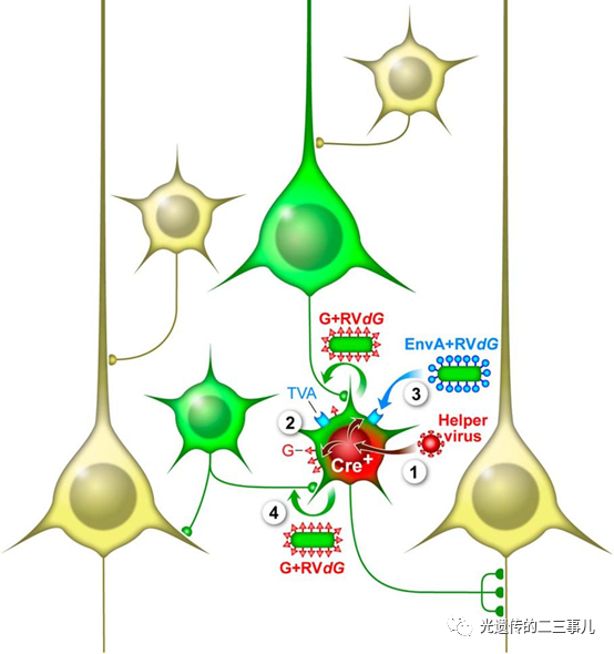 Nat Methods ：神经顺行示踪工具介绍——YFV-17D篇|突触|遗传学_新浪新闻