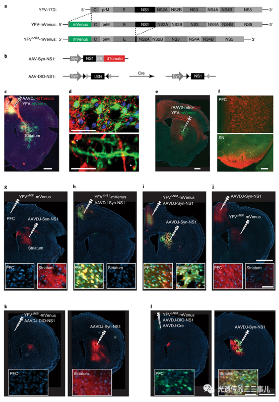 Nat Methods ：神经顺行示踪工具介绍——YFV-17D篇|突触|遗传学_新浪新闻
