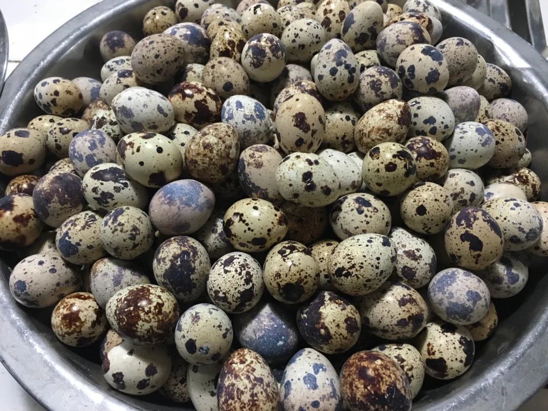 “动物人参”比鸡蛋更补人！3种吃法，健脑、润肺，滋养全身！