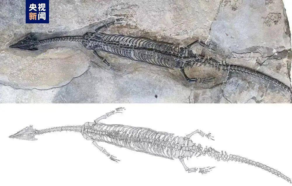 云南罗平发现距今2.44亿年全新爬行动物物种__财经头条