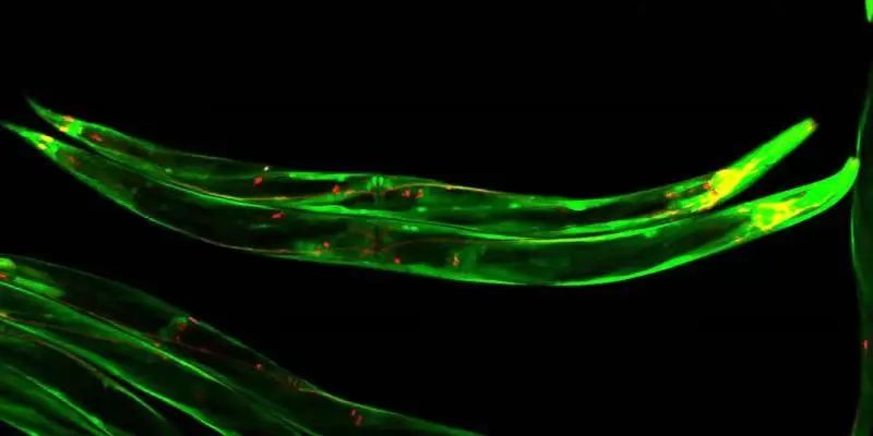 PNAS：脑智卓越中心蔡时青团队发现钾离子通道调控的新机制|DNA|基因|翻译_新浪新闻