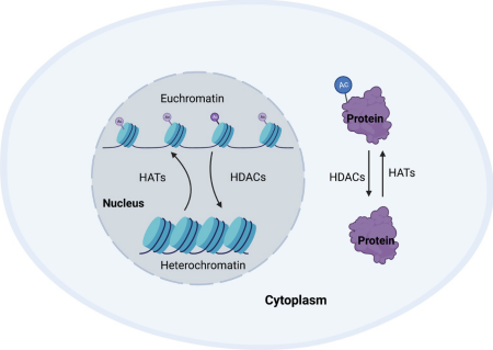 Frontiers系列综述：总结蛋白质乙酰化在神经退行性疾病中的作用