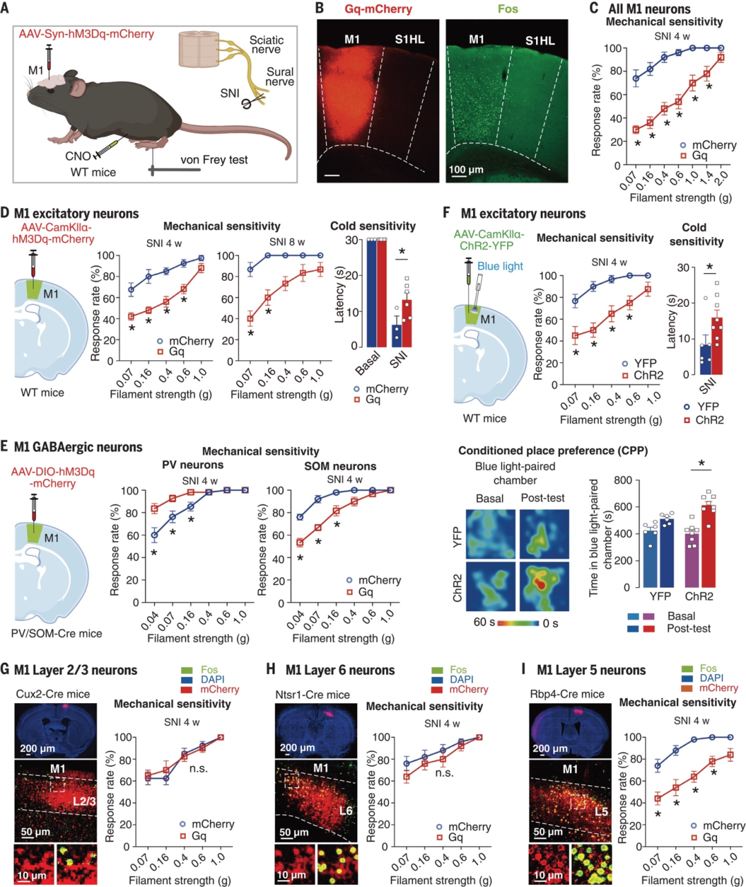Science：初级运动皮层缓解疼痛的精细环路