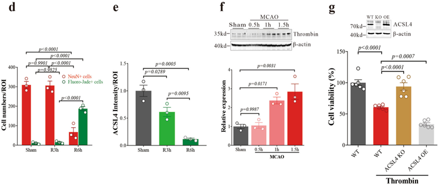 STTT：川大团队报道脑缺血再灌注中凝血酶诱导ACSL4依赖性铁死亡|凝血酶|脑卒中|死亡_新浪新闻