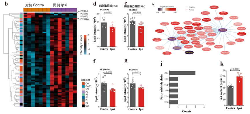 STTT：川大团队报道脑缺血再灌注中凝血酶诱导ACSL4依赖性铁死亡|凝血酶|脑卒中|死亡_新浪新闻
