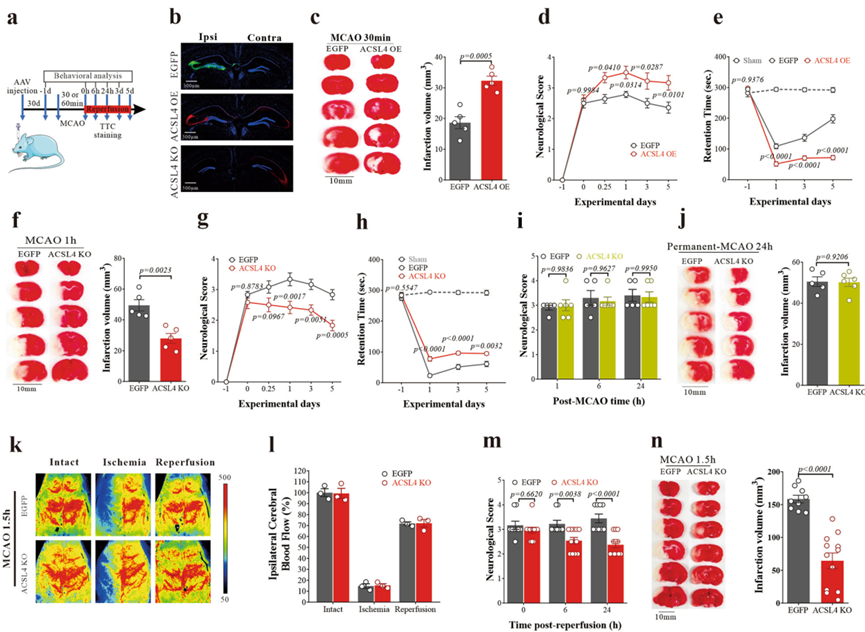 STTT：川大团队报道脑缺血再灌注中凝血酶诱导ACSL4依赖性铁死亡|凝血酶|脑卒中|死亡_新浪新闻