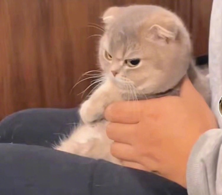 一些生气小猫|小猫_新浪新闻