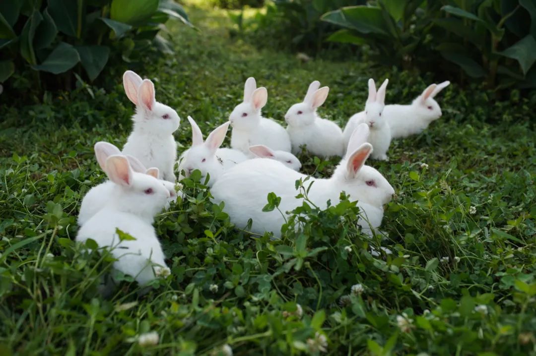 2023，奋发“兔”强 ②丨全国领先！川兔产业装上奔腾的“芯”|四川省_新浪新闻