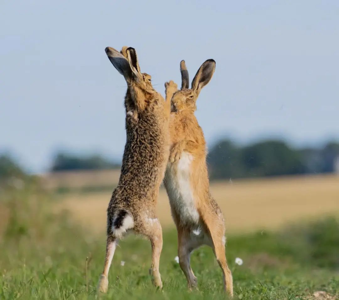 兔年说兔丨101种兔子中谁才是十二生肖中的“兔”？|北美洲_新浪财经_新浪网