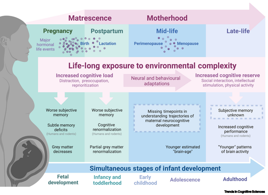 Trends Cogn Sci最新综述：只知道一孕傻三年？更应该了解生育对大脑/认知的终生影响