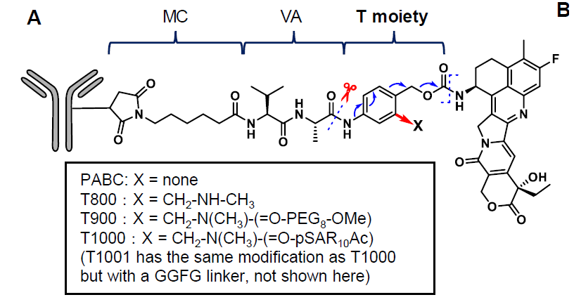 有望克服肺癌、结肠癌治疗局限！创新ADC技术亮相|肿瘤|克隆_新浪新闻