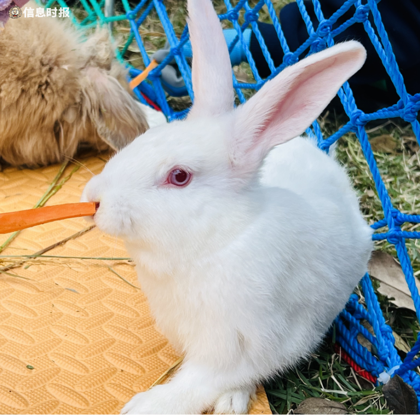 兔年兔月兔日兔时！2023年兔年将出现两次“四兔”|兔_新浪财经_新浪网