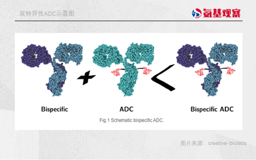 双抗ADC走向创新舞台，野心与危险|肿瘤_新浪财经_新浪网