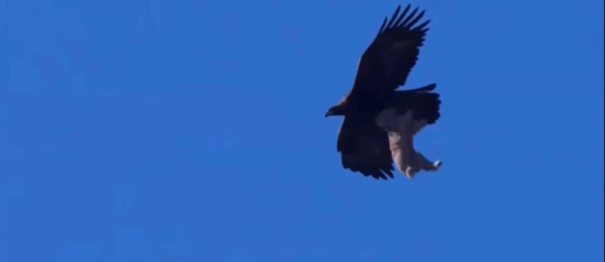 金雕捕羊震撼一幕！被“拎走”的羊在空中挣扎，罕见画面曝光