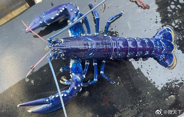 英国渔民捕获蓝色龙虾