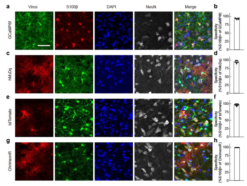 Cell Discovery：徐敏/张思宇团队合作报道星形胶质细胞调控睡眠-觉醒的新机制
