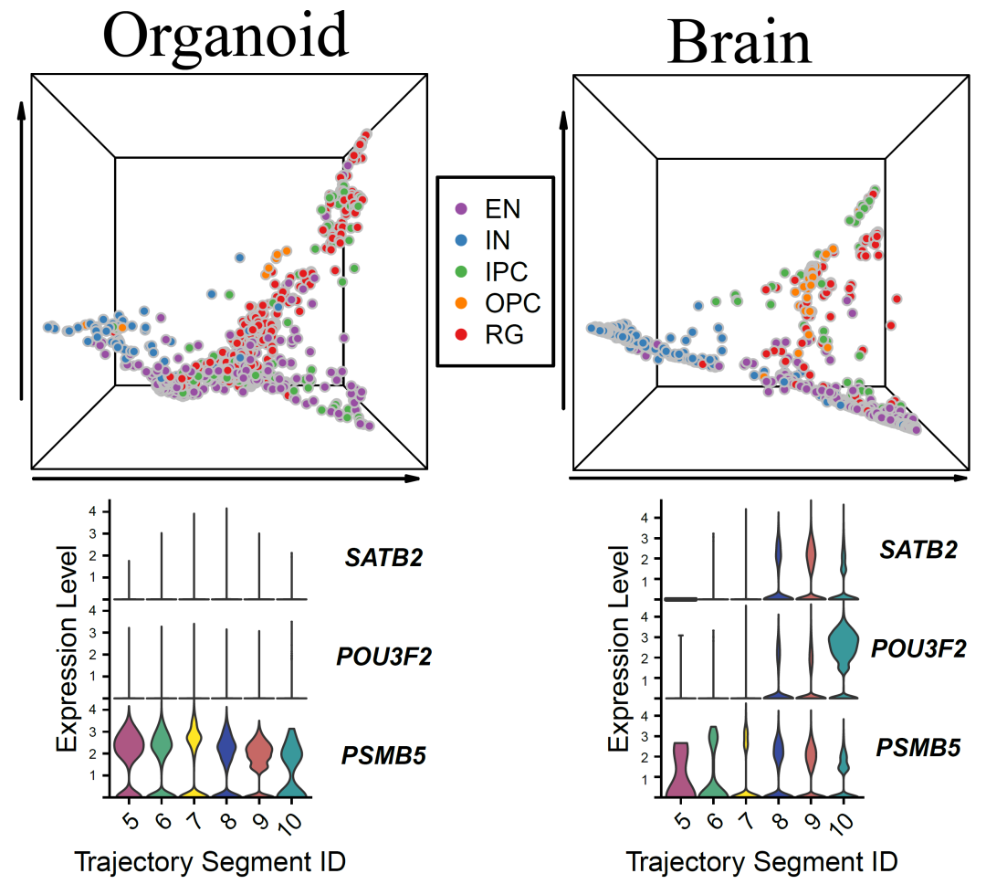 Cell子刊：BOMA---一种新机器学习方法比较脑/脑类器官的发育异同