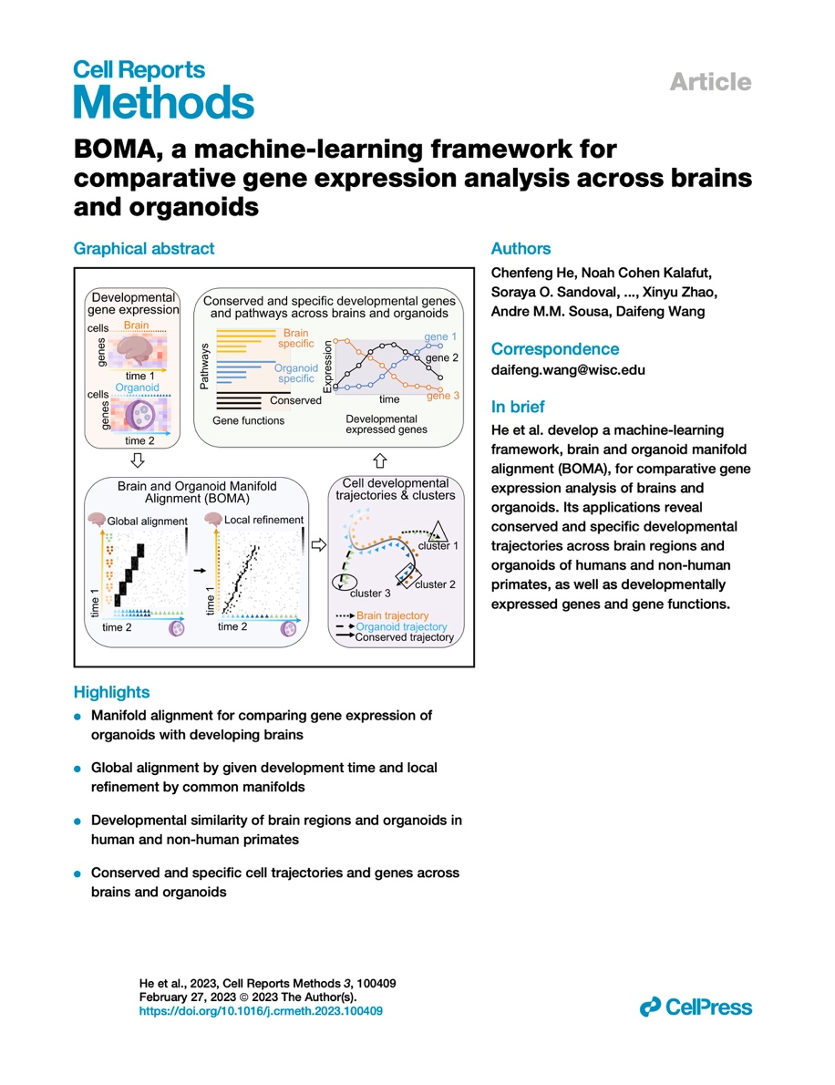 Cell子刊：BOMA---一种新机器学习方法比较脑/脑类器官的发育异同