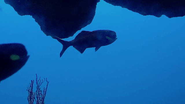 灯眼鱼科/Anomalopidae 是一类可以发出生物光的海洋动物……_新浪新闻