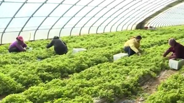 90后女孩种冰草年销售额超800万：带动上百人就业_手机新浪网