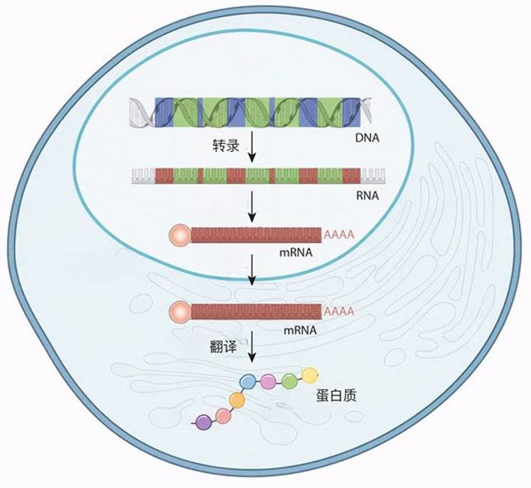 聚焦国产mRNA药物研发：在三大关键技术上取得突破