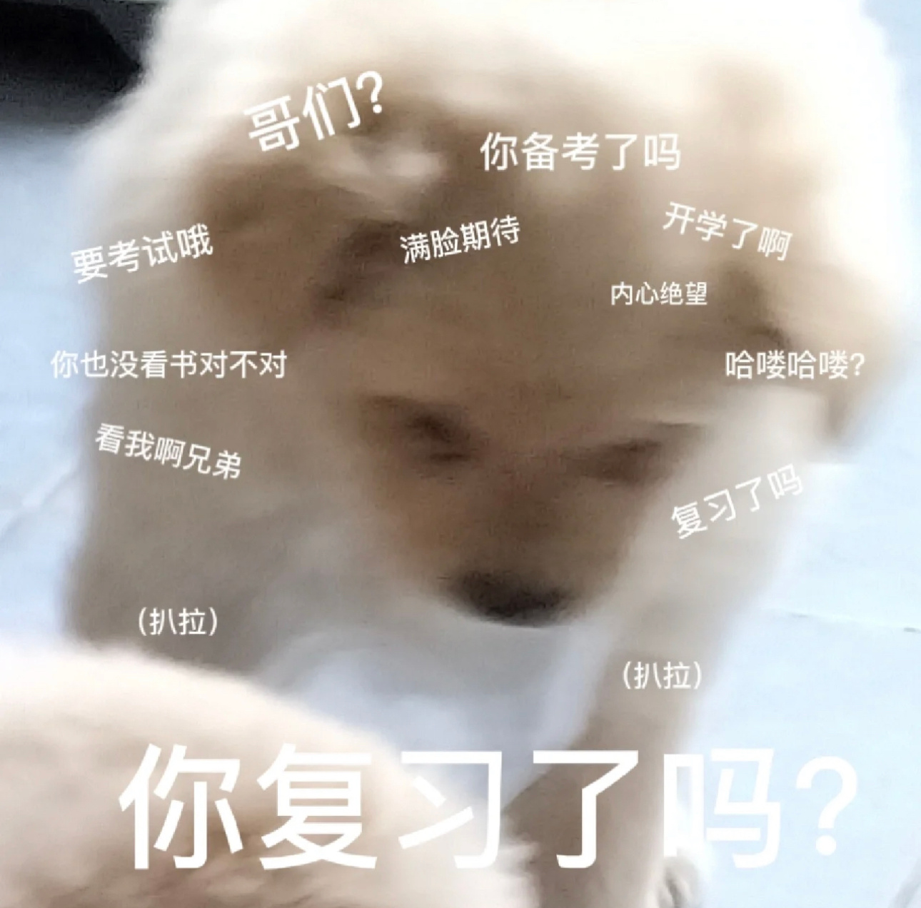 表情包来了🍉 正在加载，你好 哥们？你备考了吗？你复习了吗？|备考|哥们|表情包_新浪新闻