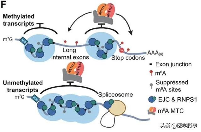 《科学》：何川课题组揭示mRNA修饰关键机制