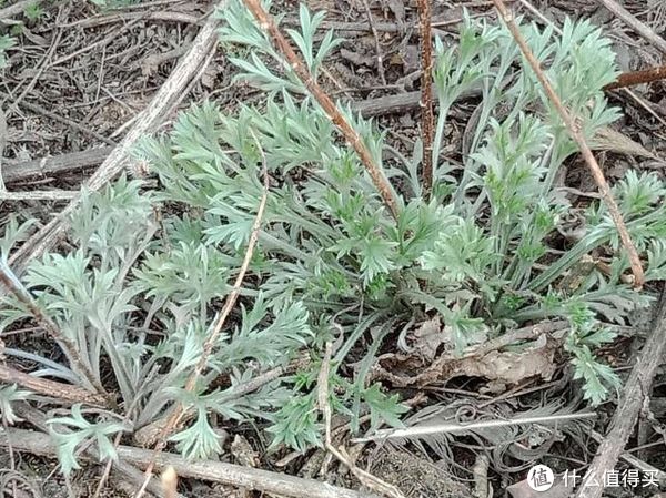 白蒿：想吃须趁早，错过时间成杂草