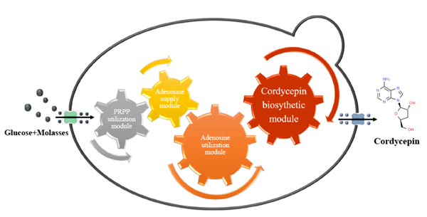 @湖南农业大学 田云教授团队在虫草素绿色生物制造方面取得重要突破|田云|虫草素|湖南农业大学_新浪新闻