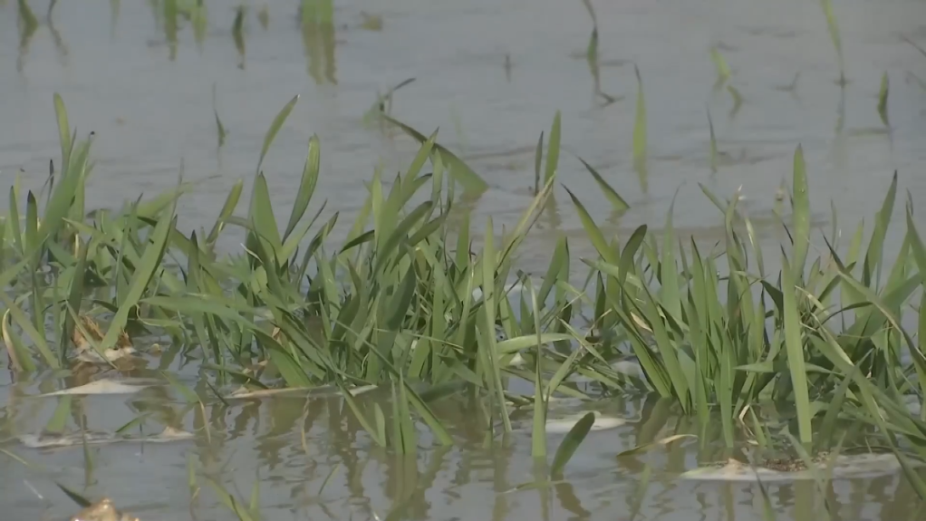 春灌保春耕——黃河中下遊灌區一線見聞 - 新浪香港