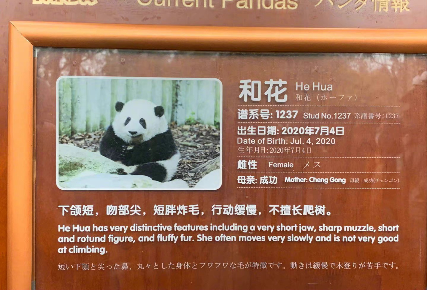 周五的中午，来治愈一下！|熊猫|女明星|名花_新浪新闻