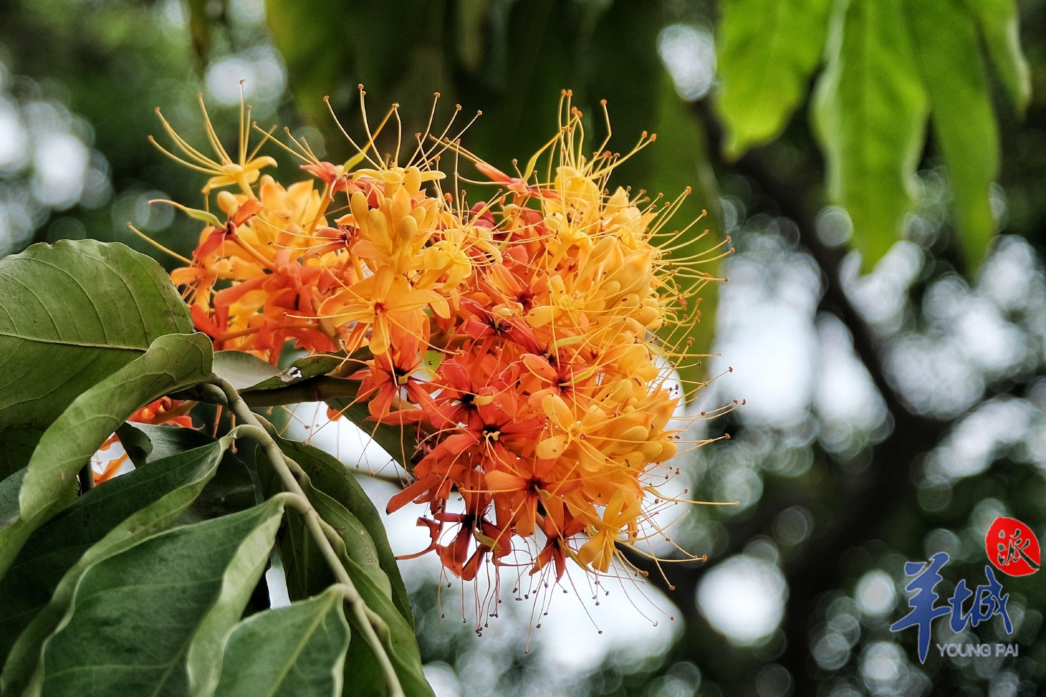 【中英双语】无忧花提前吐艳，成团盛开点缀羊城春日