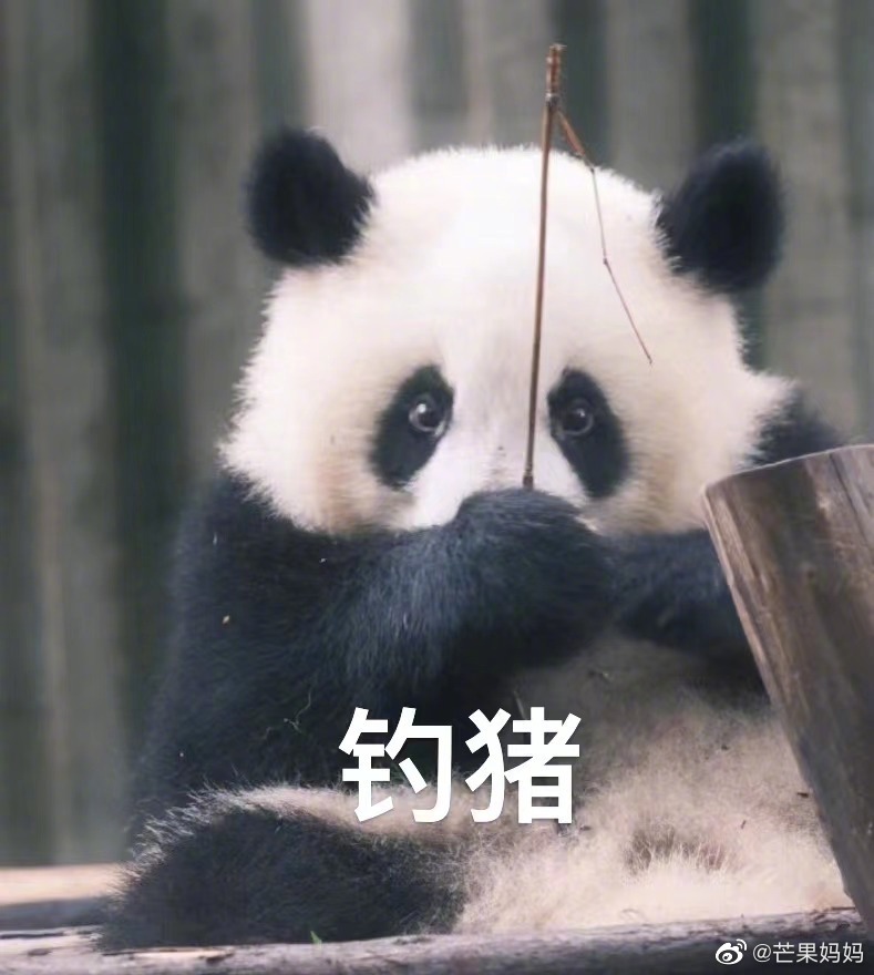 分享一波可爱panda 表情包，阿胖达索命别太好笑了哈哈哈哈哈……|表情包|可爱_新浪新闻