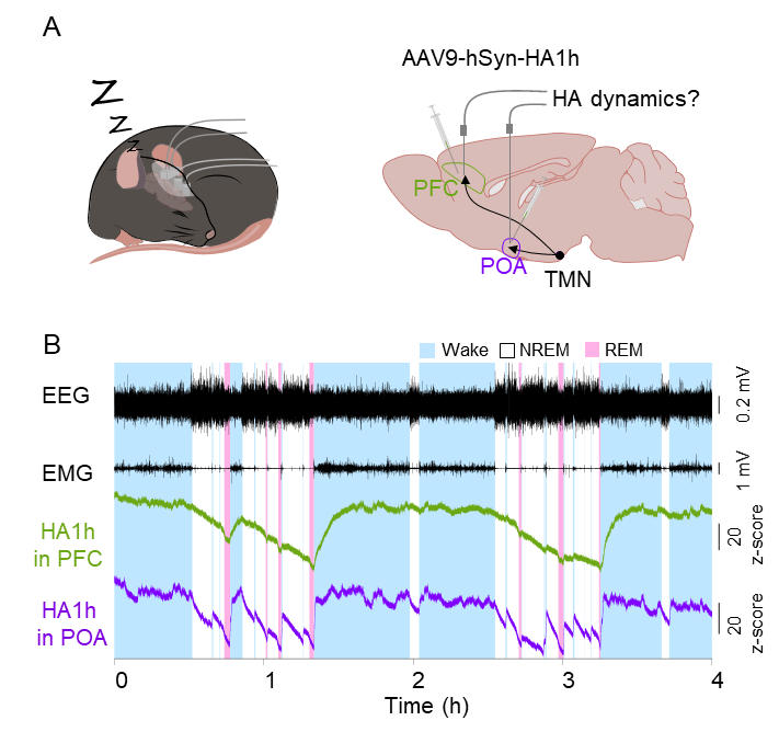 专家点评| 李毓龙团队利用新型GRAB探针解析在睡眠觉醒过程中大脑内组胺的动态调控