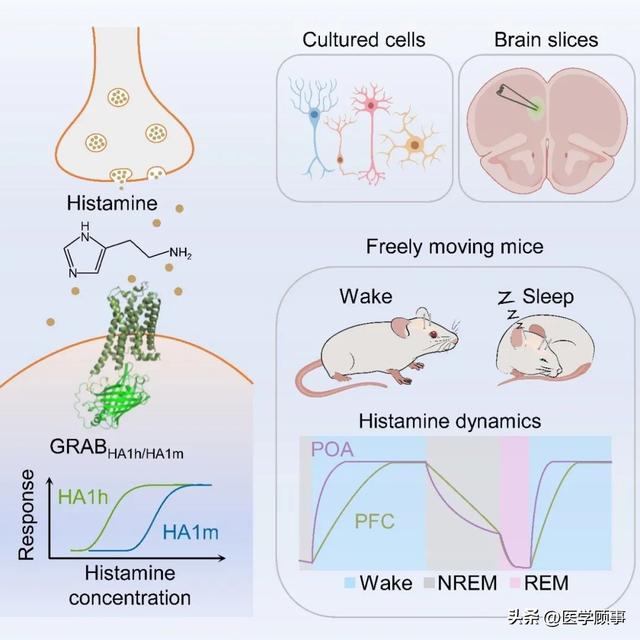 专家点评 | 解密睡眠的新工具来了！开发新型组胺GRAB探针