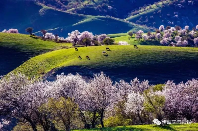 请查收2023年伊犁河谷杏花花期预报