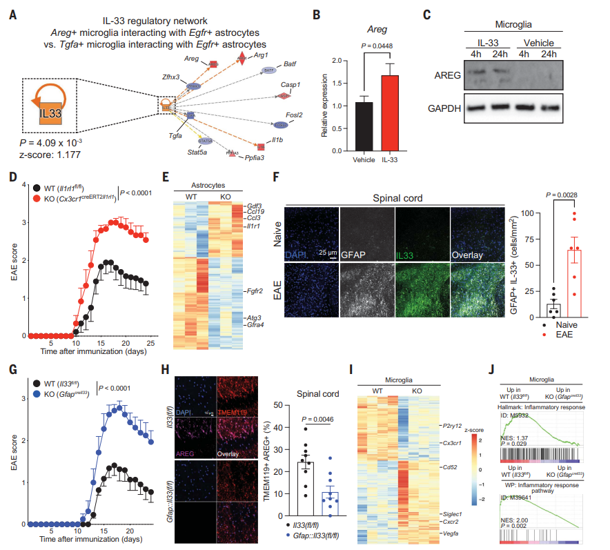 Science：开发了一种新方法，可以这样来研究星形胶质细胞-小胶质细胞相互作用机制__财经头条