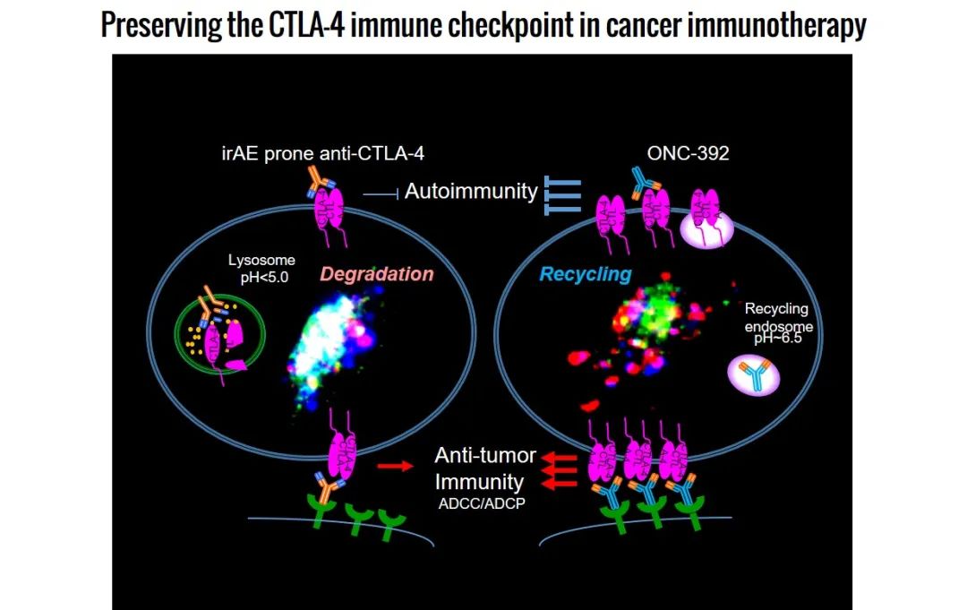 德企获ONC-392抗体全球独家许可 - 字节点击