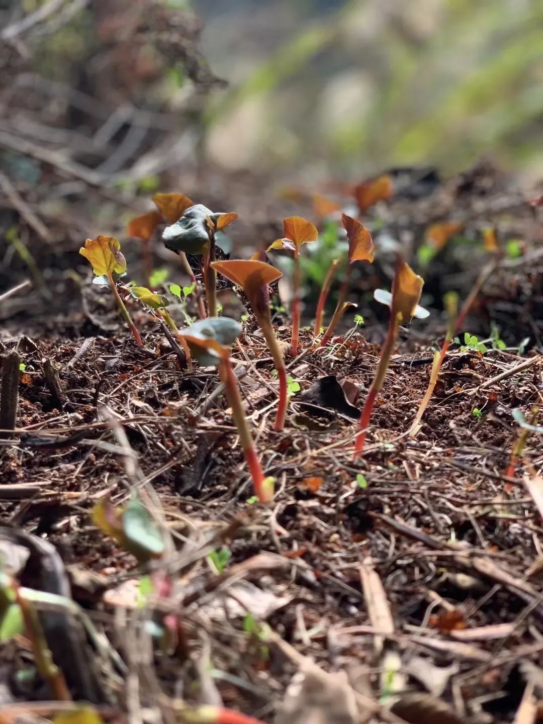 西南F4，守卫折耳根的神秘团体__财经头条