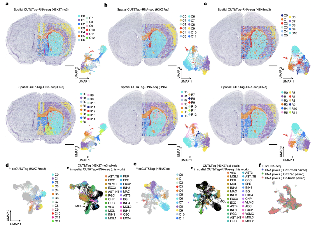 Nature：大脑研究新武器--樊荣团队发布空间分辨的表观遗传组-转录组联合分析新技术
