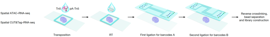 Nature：大脑研究新武器--樊荣团队发布空间分辨的表观遗传组-转录组联合分析新技术