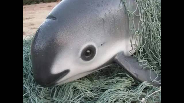小头鼠海豚(Phocoena sinus)是一种极度濒危的小型鼠海豚……|海豚_新浪新闻