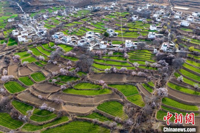 四川得荣：“十里桃林”如画